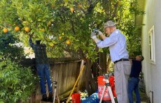 Village Harvest | Community Fruit Harvesting